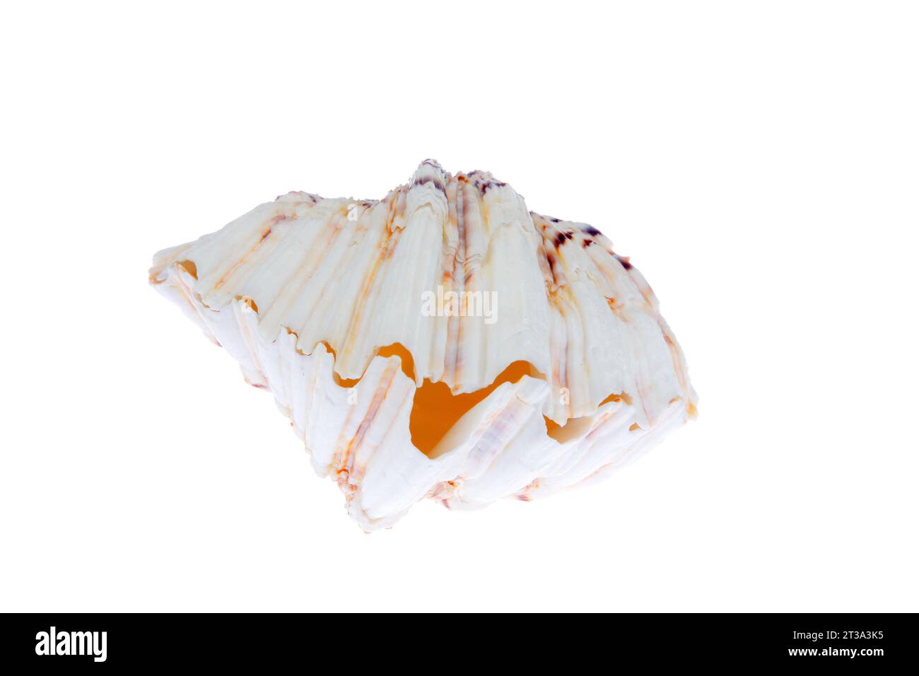 Color shells on a white background, closeup of photo Stock Photo - Alamy