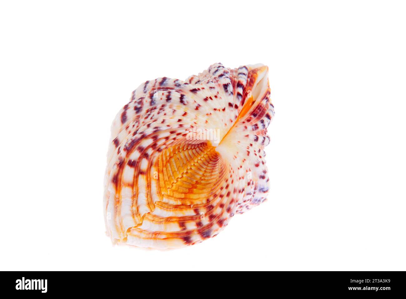 Color shells on a white background, closeup of photo Stock Photo - Alamy