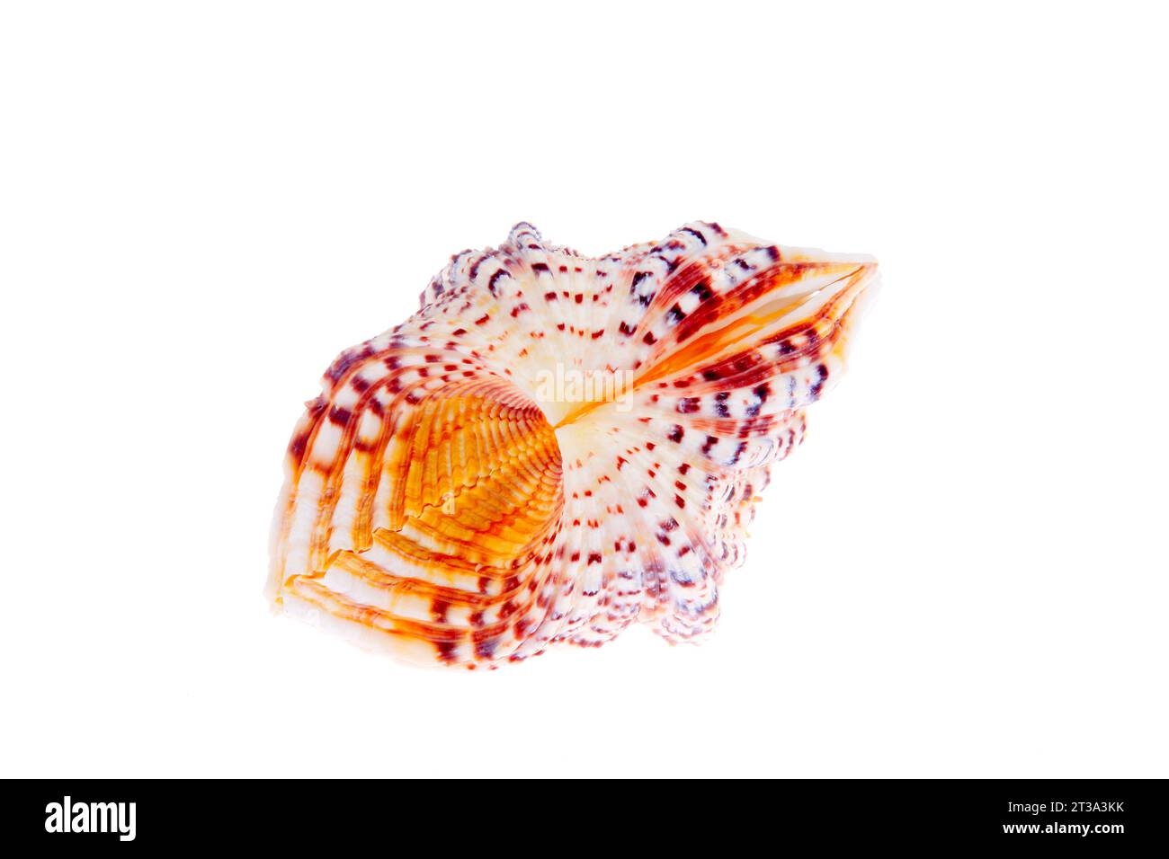 Color shells on a white background, closeup of photo Stock Photo - Alamy