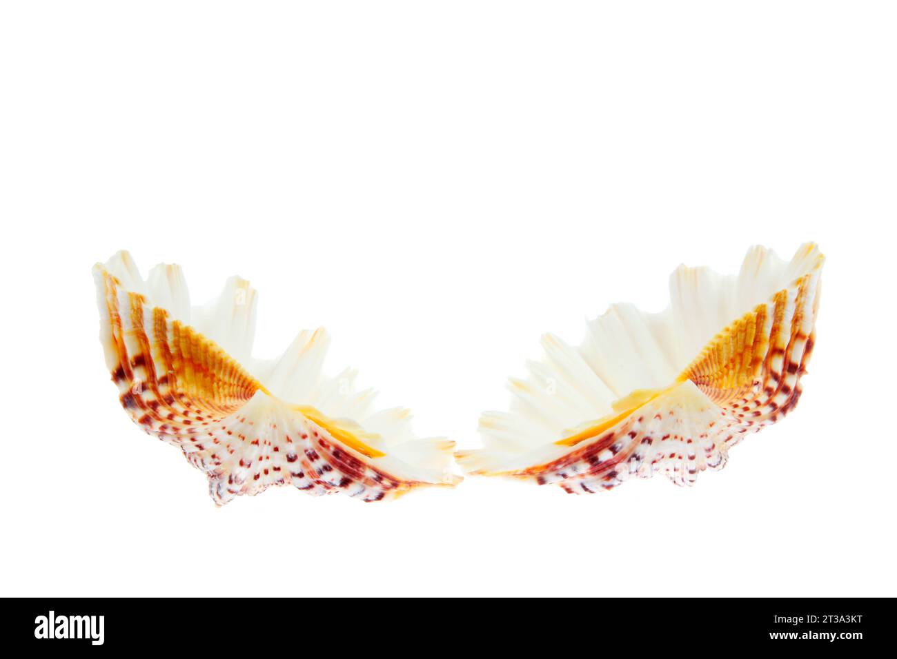 Color shells on a white background, closeup of photo Stock Photo - Alamy