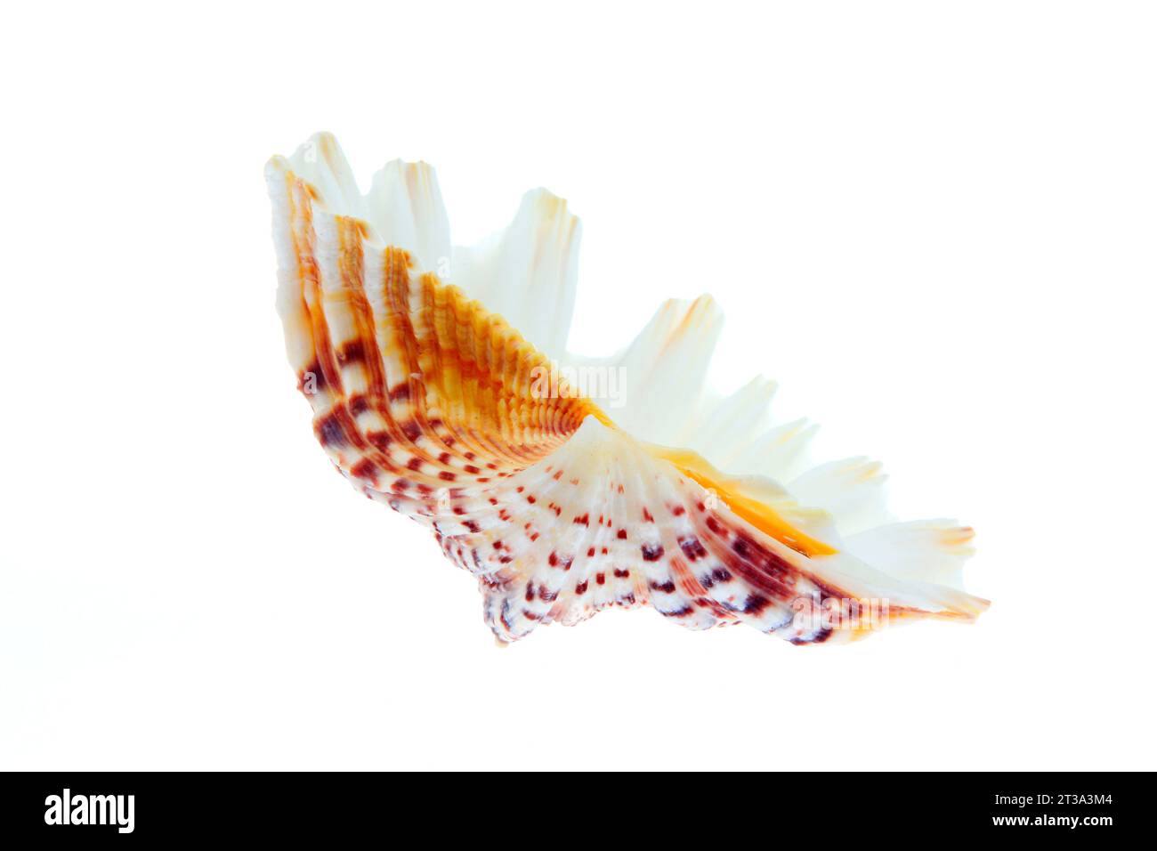 Color shells on a white background, closeup of photo Stock Photo - Alamy