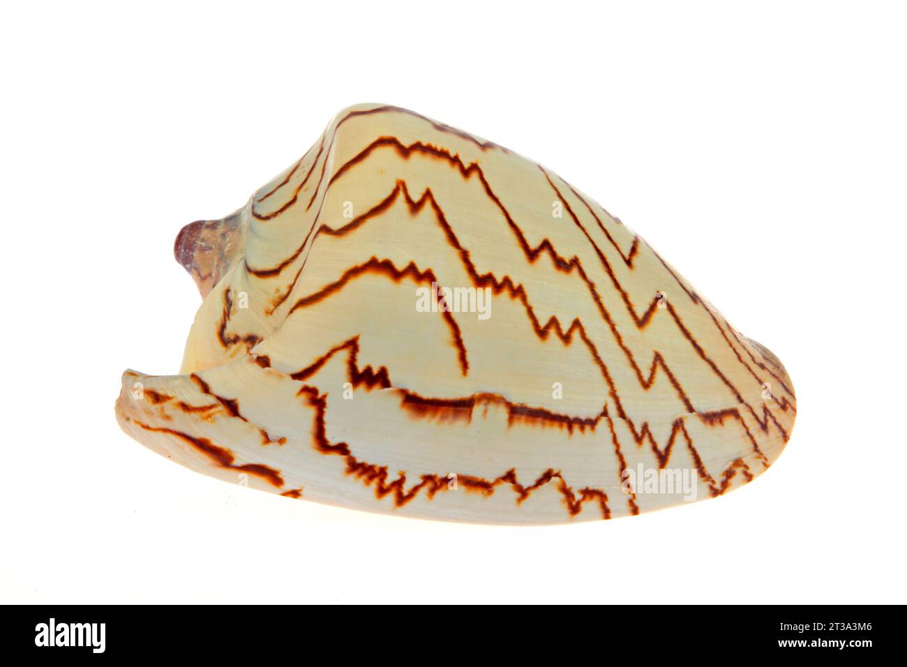 Shells with texture on a white background Stock Photo - Alamy