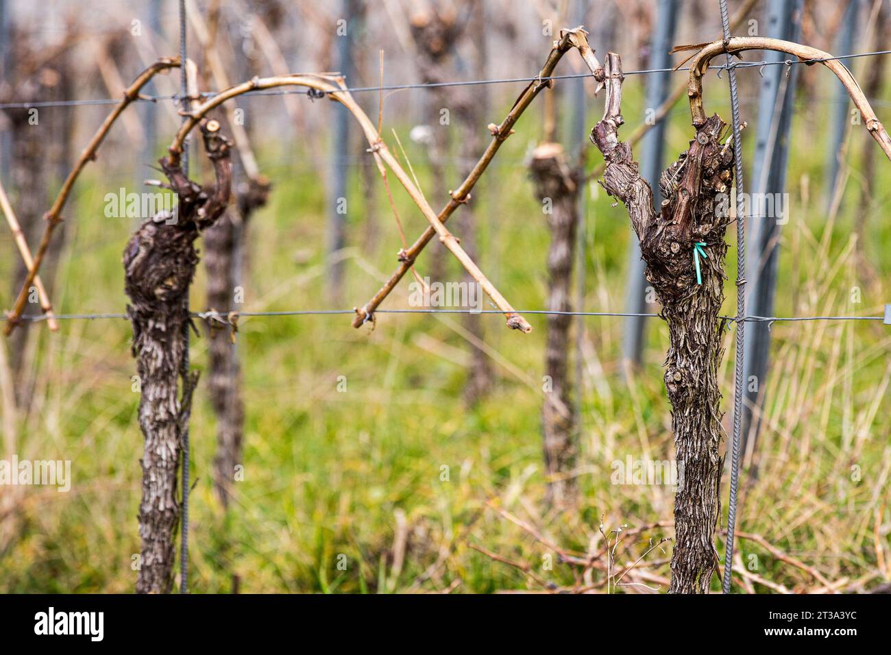 Grape yards hi-res stock photography and images - Alamy