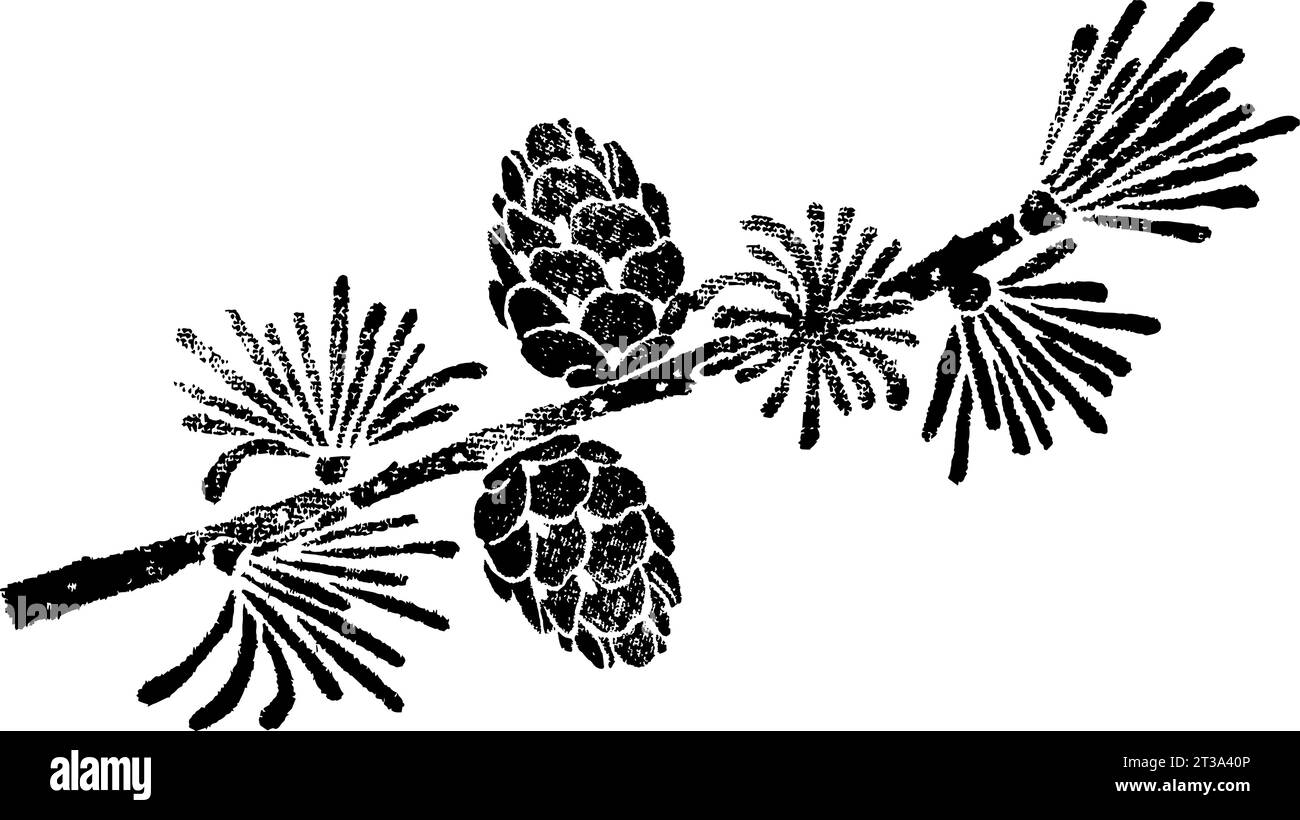 Larch elements for design isolated on white. Larix decidua branch, cone ...