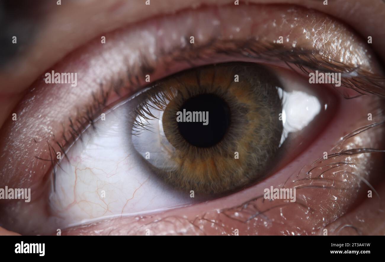 Human eye with eyelashes cornea and pupil closeup Stock Photo - Alamy