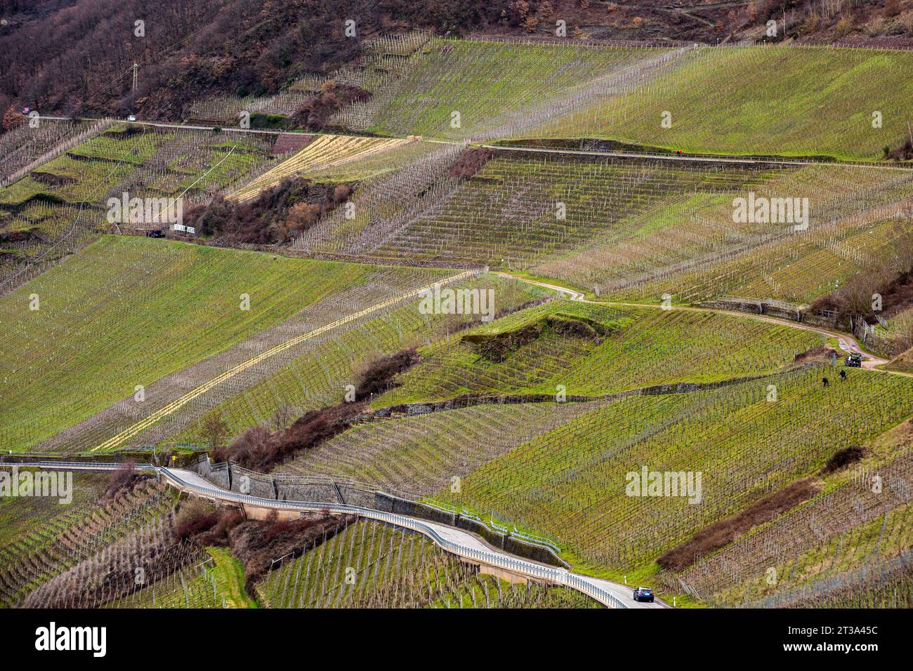 Vineyards growing on steep slope hi-res stock photography and images ...