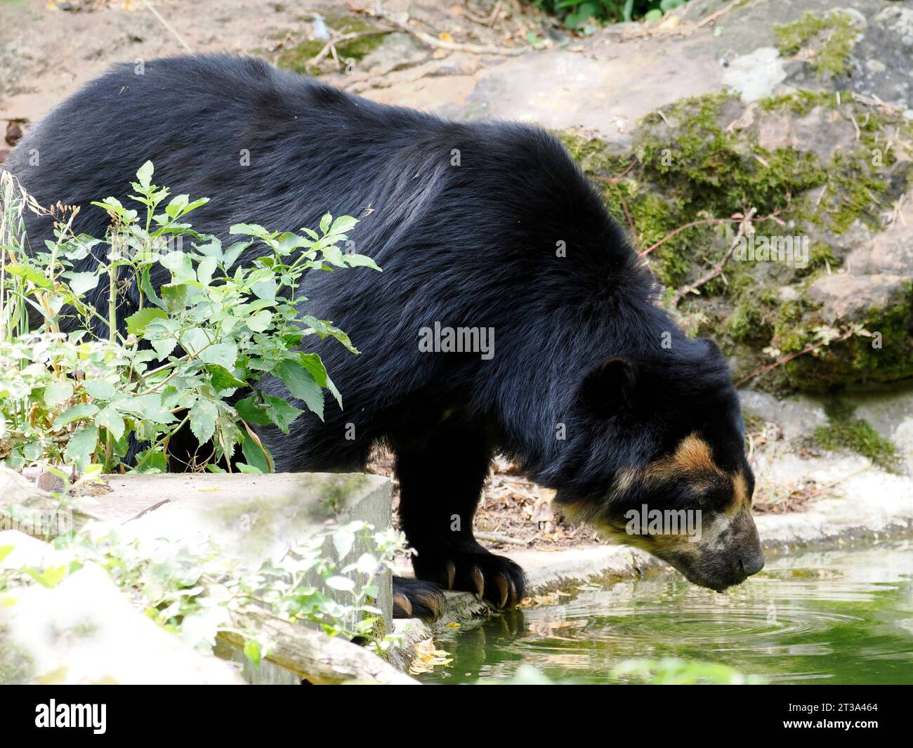 Andean bear (Tremarctos ornatus) near pond among vegetation, also known ...