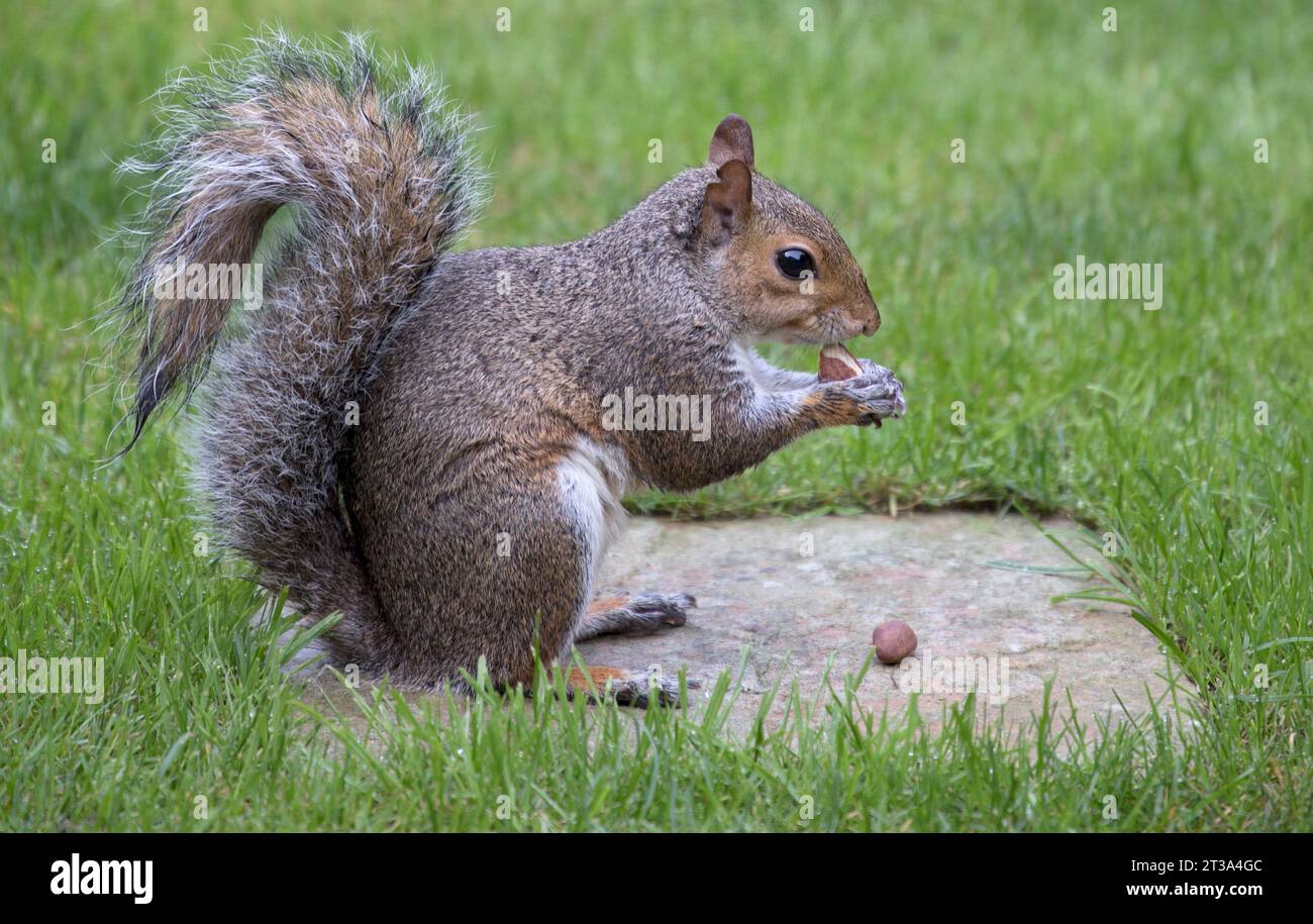 Grey Squirrel Eating Brazil Nut Stock Photo - Alamy