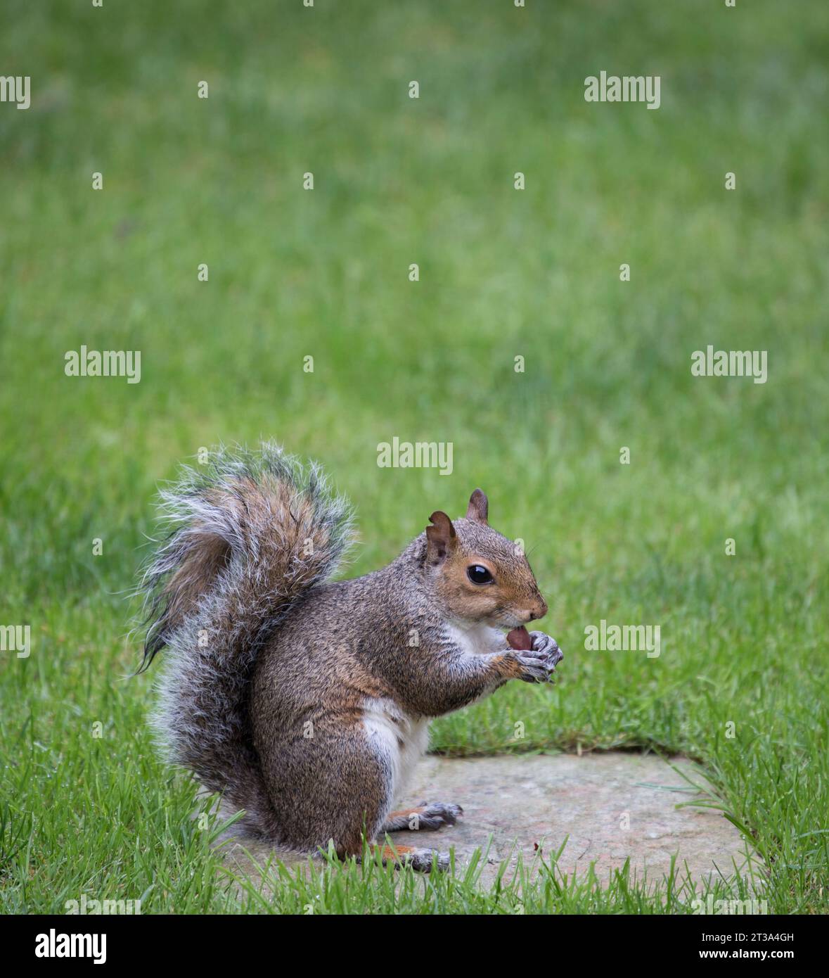 Pox virus squirrel hi-res stock photography and images - Alamy