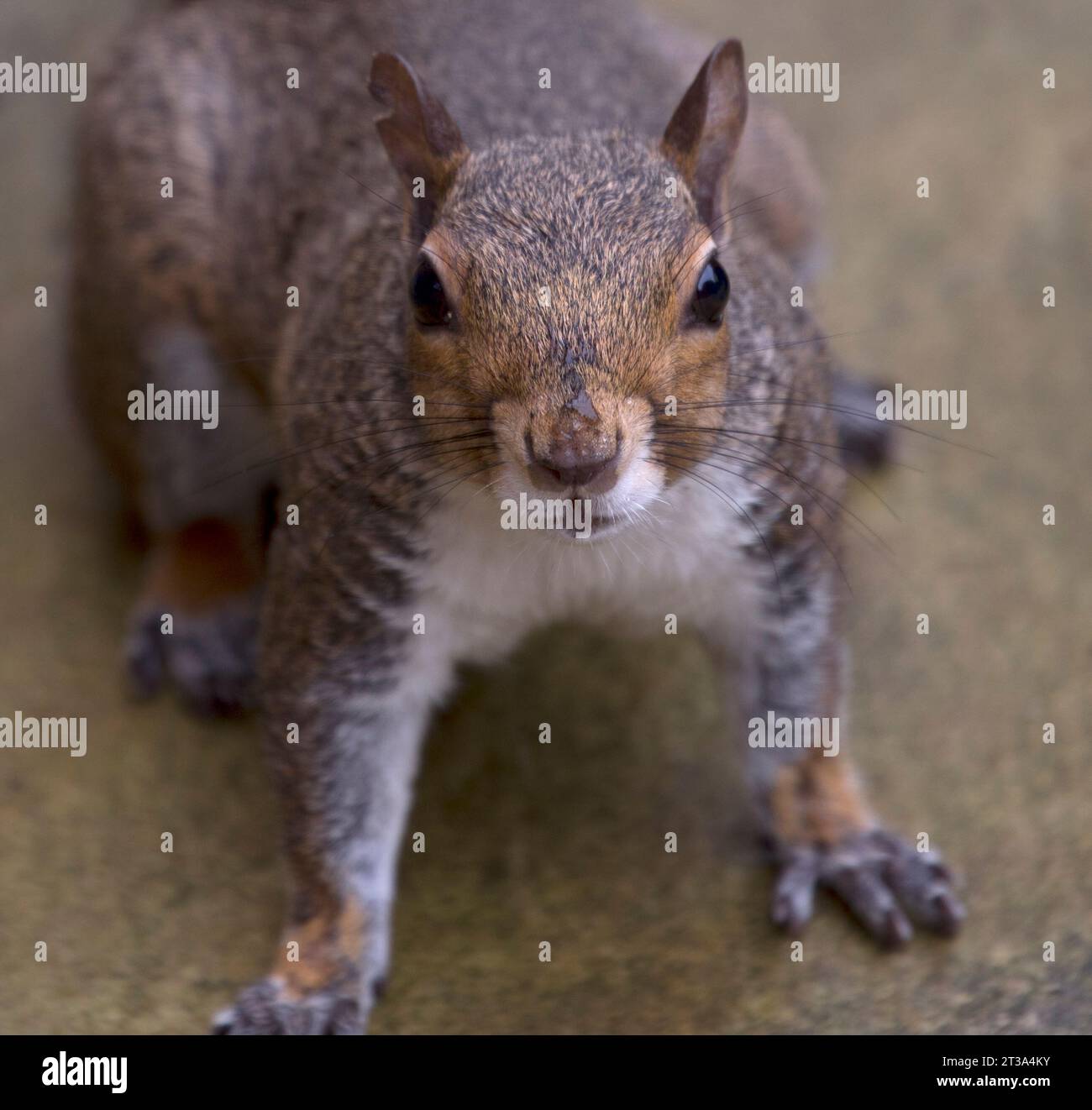 Grey Squirrel Close Up Stock Photo - Alamy