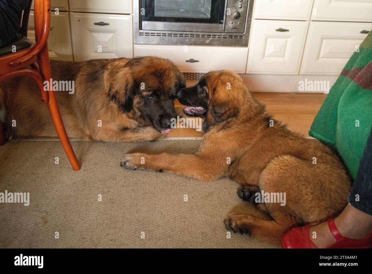 Phoebe and anka hi-res stock photography and images - Alamy
