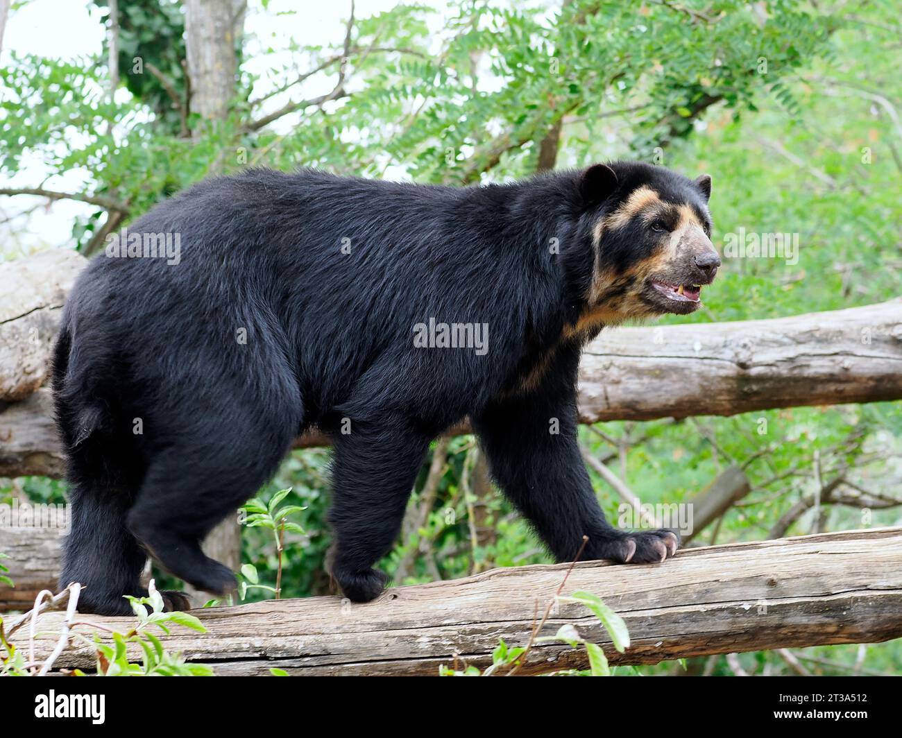Andean bear (Tremarctos ornatus) also known as the spectacled bear, and ...