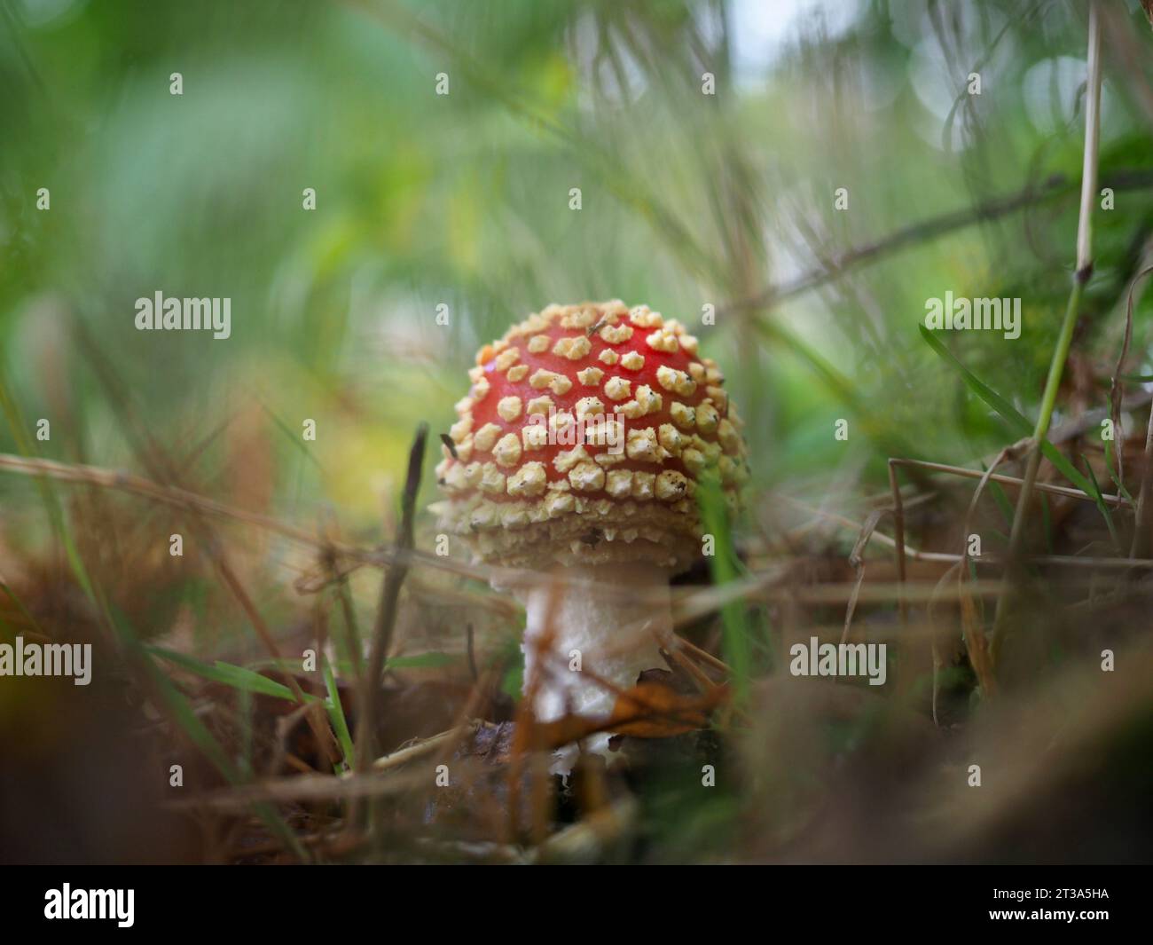 Fly Agaric (amanita muscaria) toadstool grows in woodland amongst birch ...