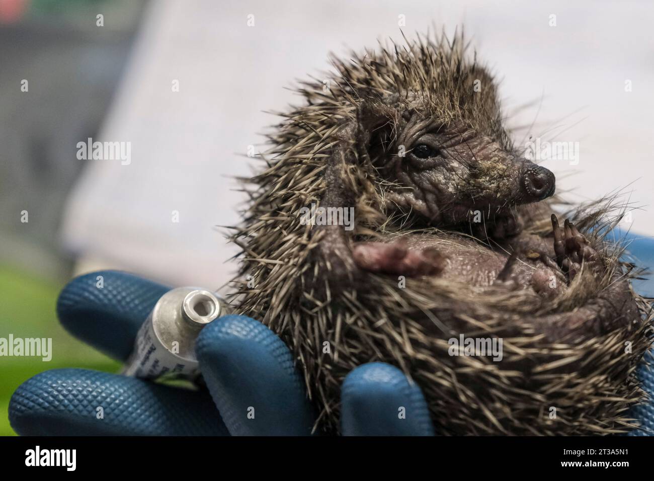 Hedgehogs face hi-res stock photography and images - Alamy
