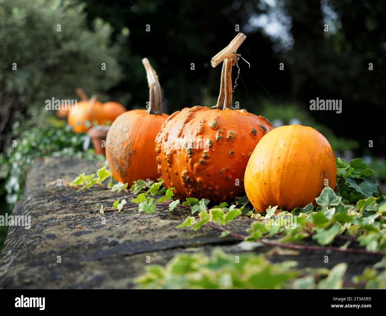 Display of autumn pumpkins at Canons Ashby, Northamptonshire Stock ...
