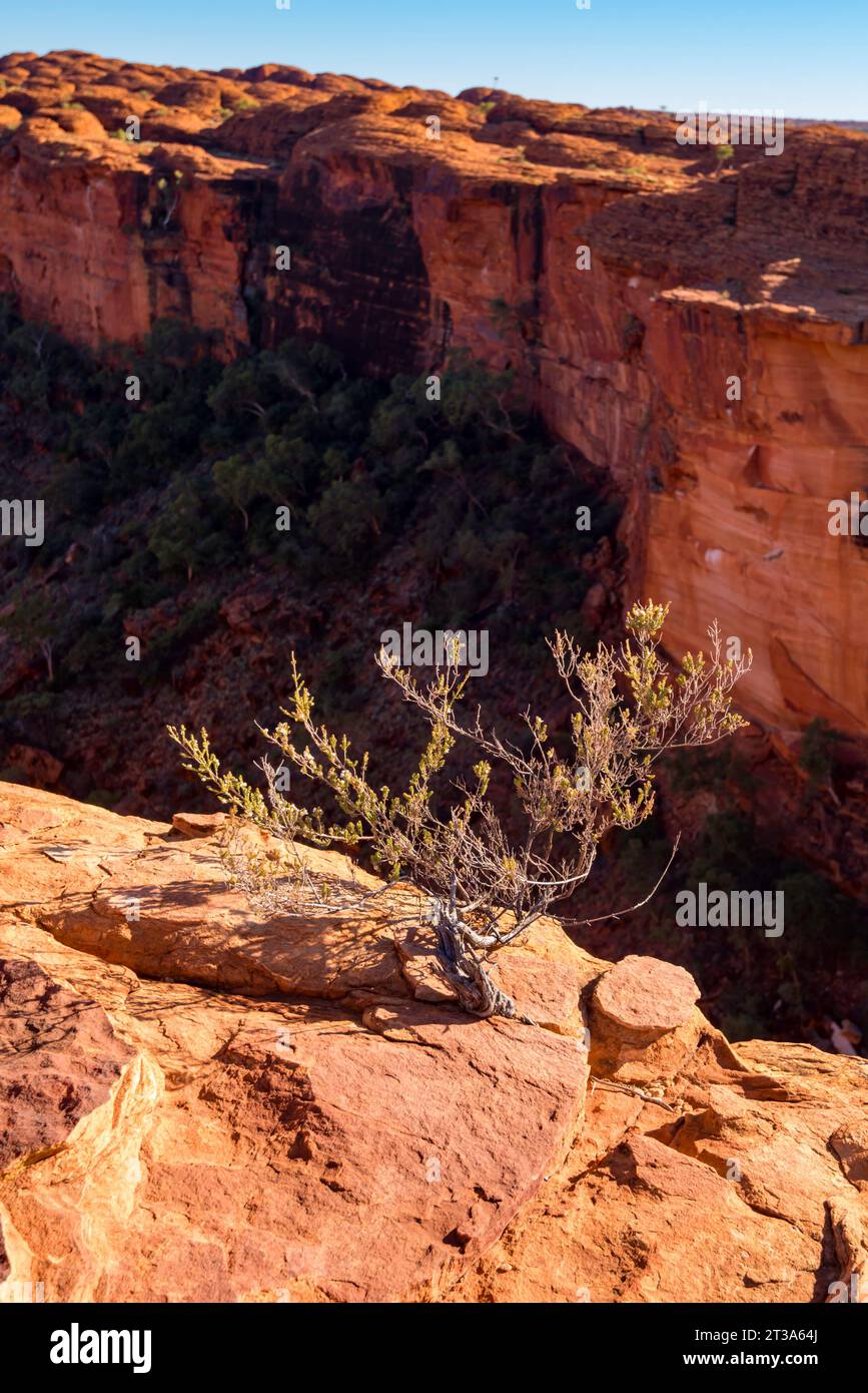 Park shrub land hi-res stock photography and images - Alamy