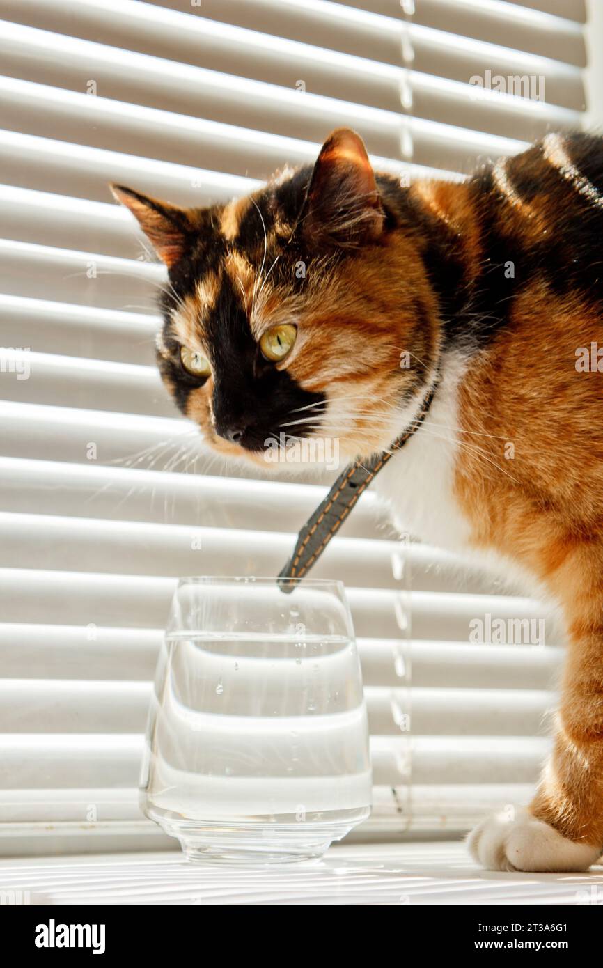 tricolor cat drinks water from a transparent glass cup on a background ...