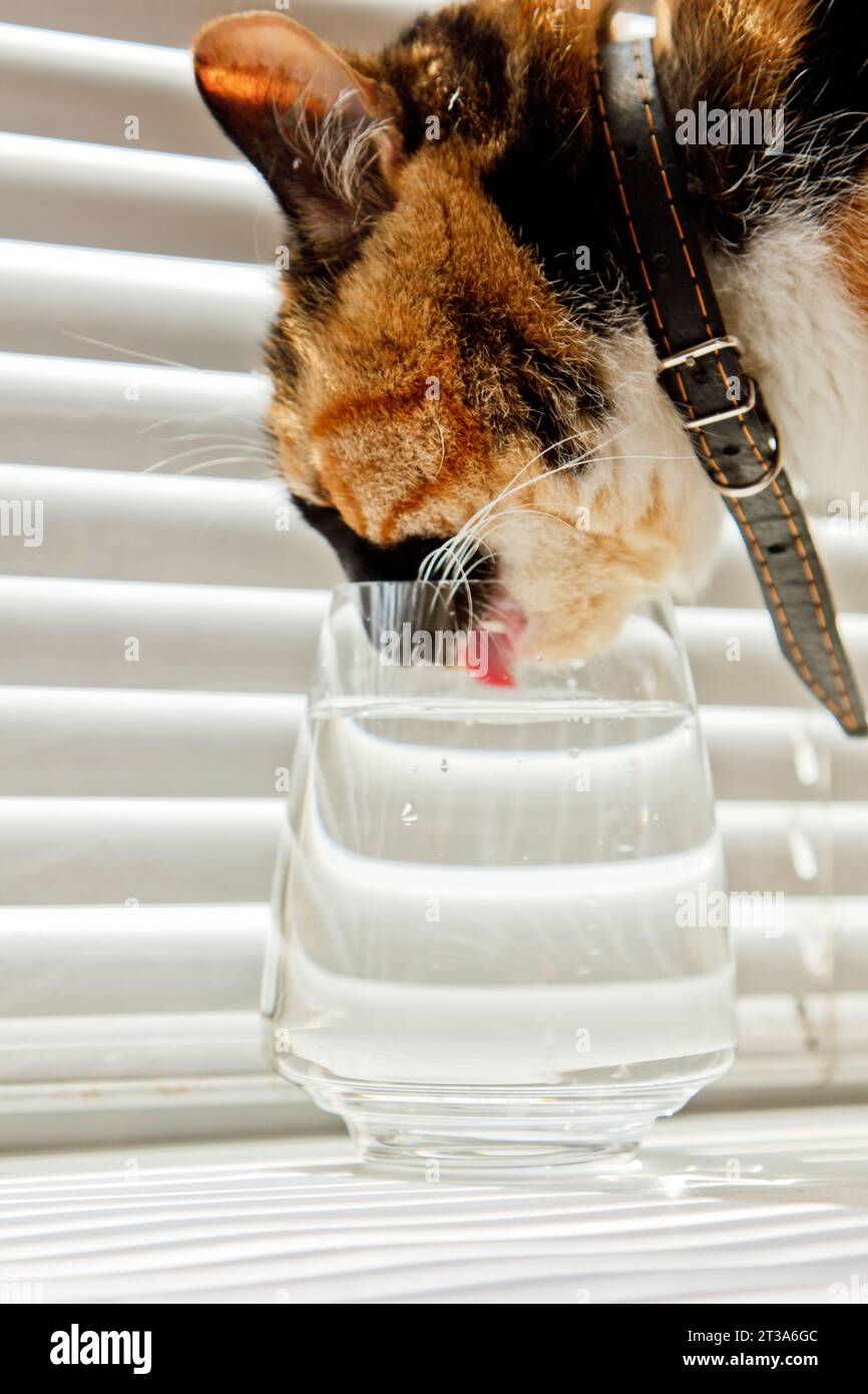 tricolor cat drinks water from a transparent glass cup on a background ...