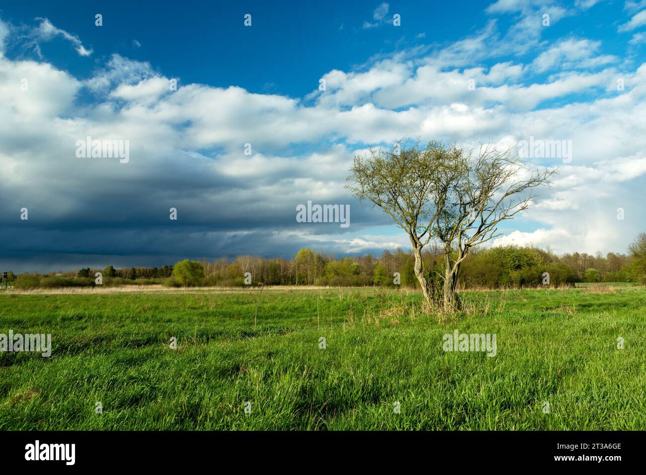 View of bush of green grass in the sunlight hi-res stock photography ...