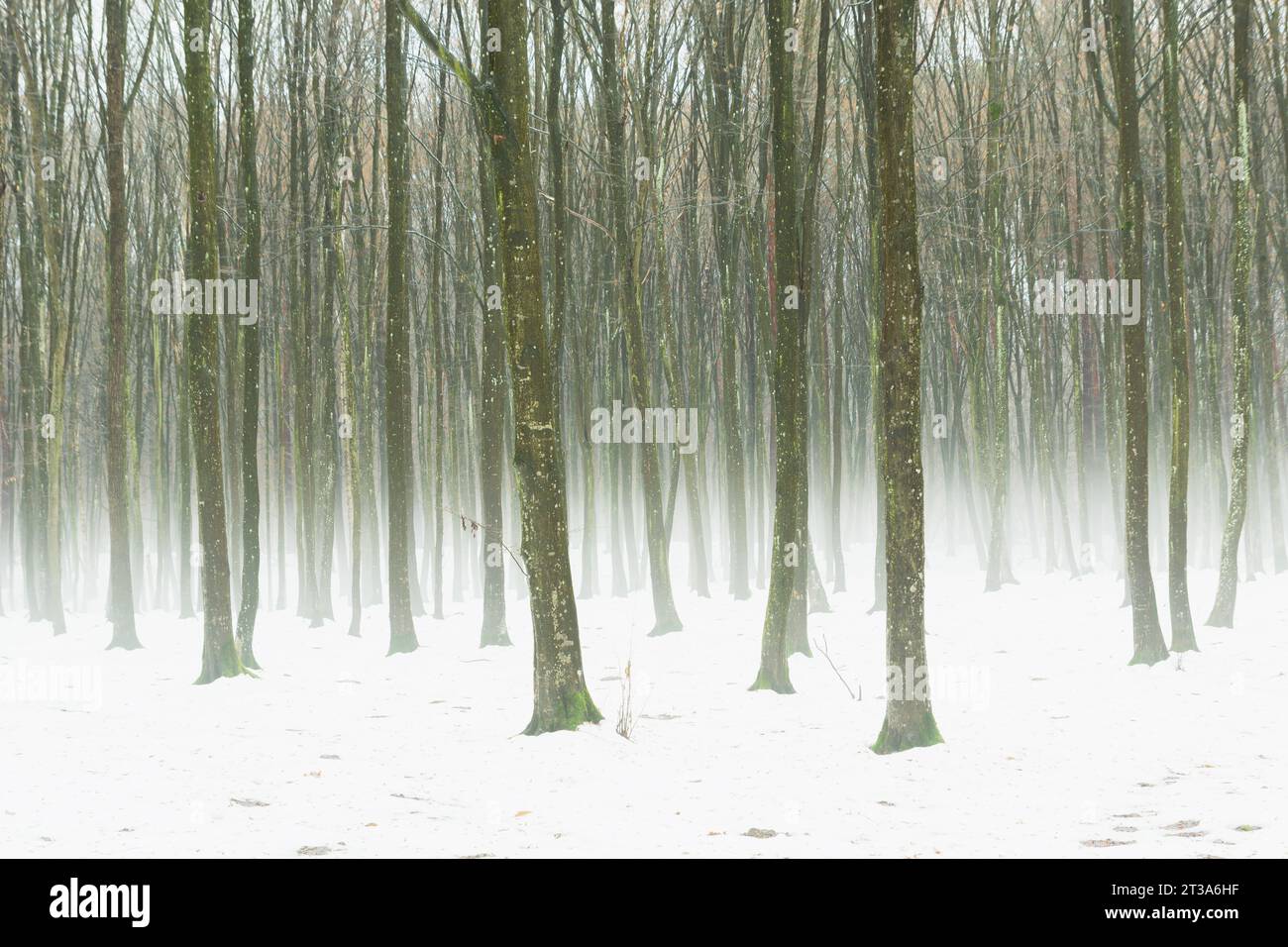 Scenic view fog covered hi-res stock photography and images - Alamy