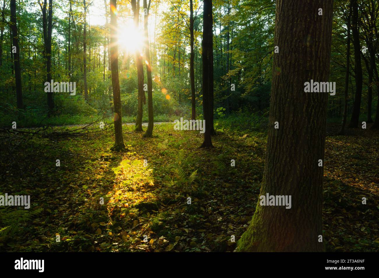 Sunshine in the forest, first days of October Stock Photo - Alamy