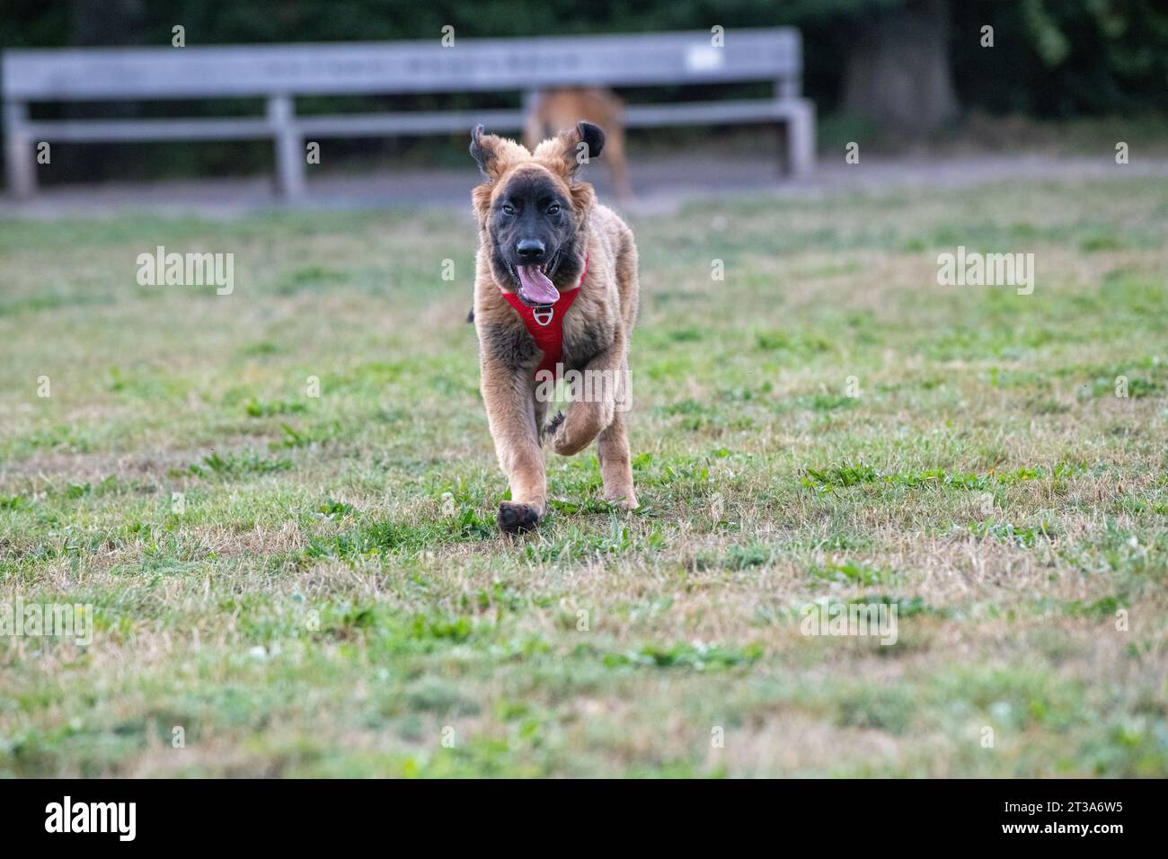 Leonberger running hi-res stock photography and images - Alamy