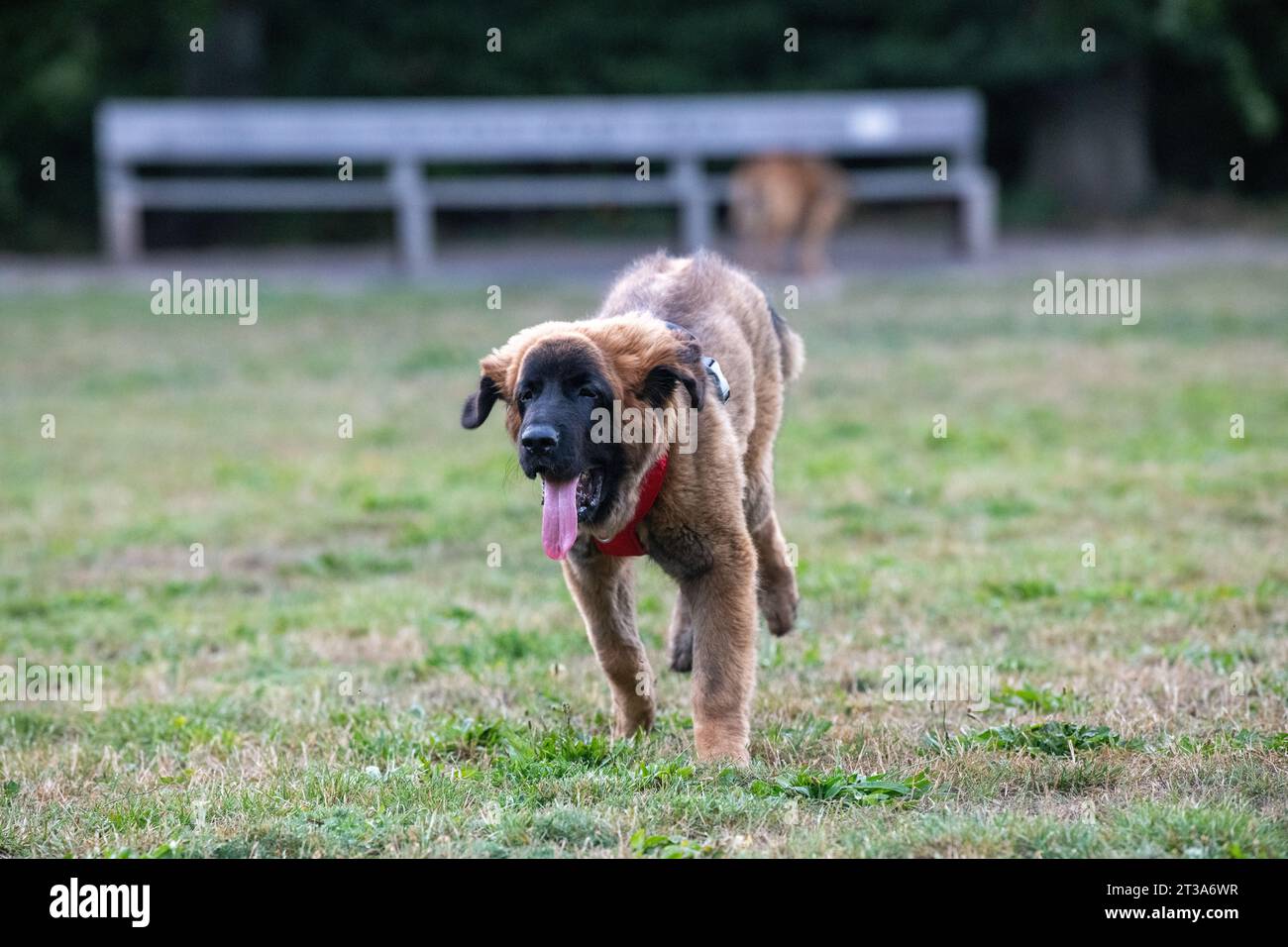 Leonberger running hi-res stock photography and images - Alamy