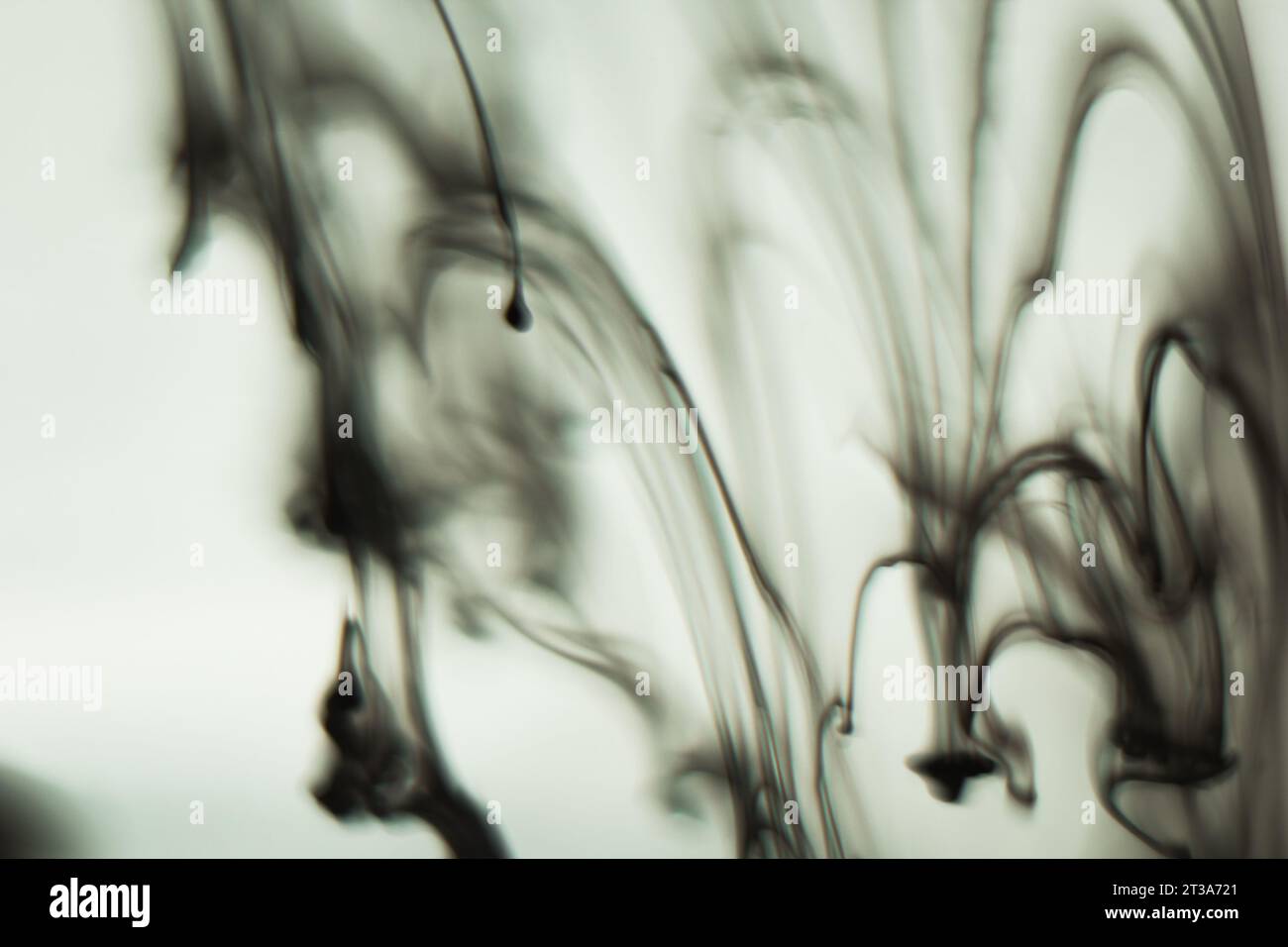 a cloud of ink in a transparent glass cup with clear water amid rays of ...