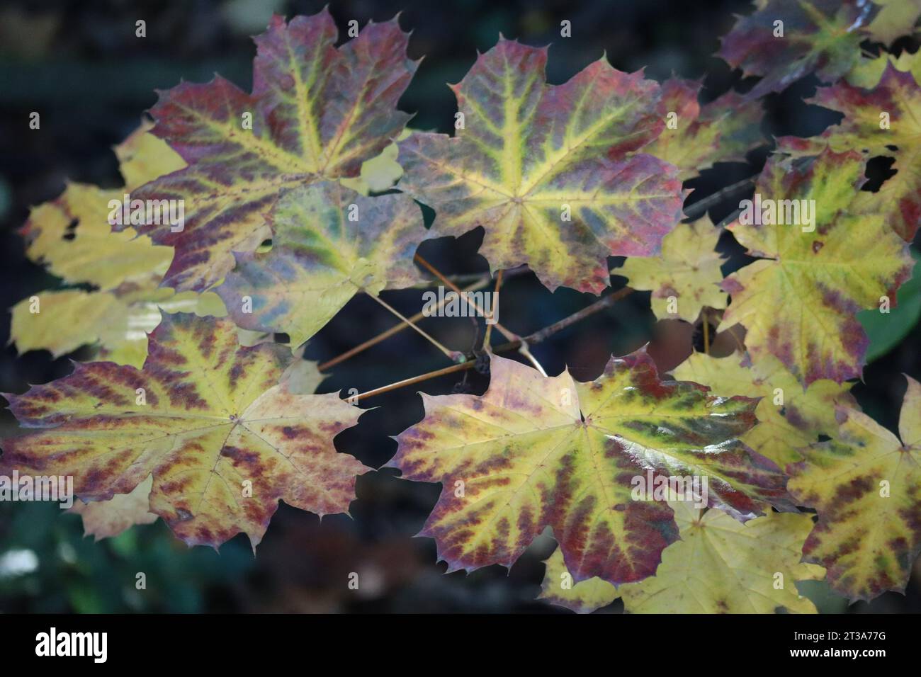 Maple leaf in very unusual Color combinations Stock Photo - Alamy