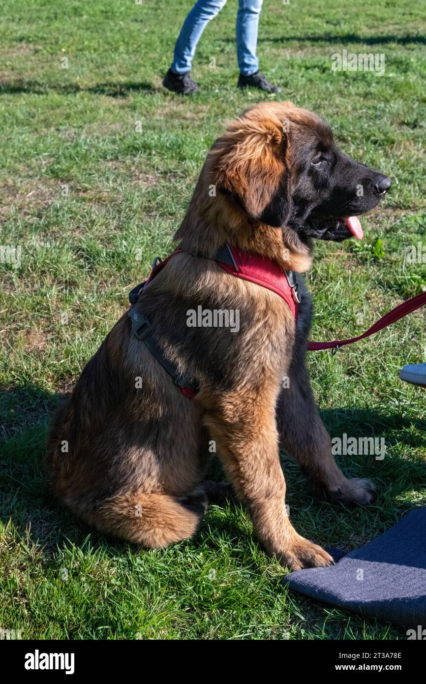 Female leonberger hi-res stock photography and images - Alamy