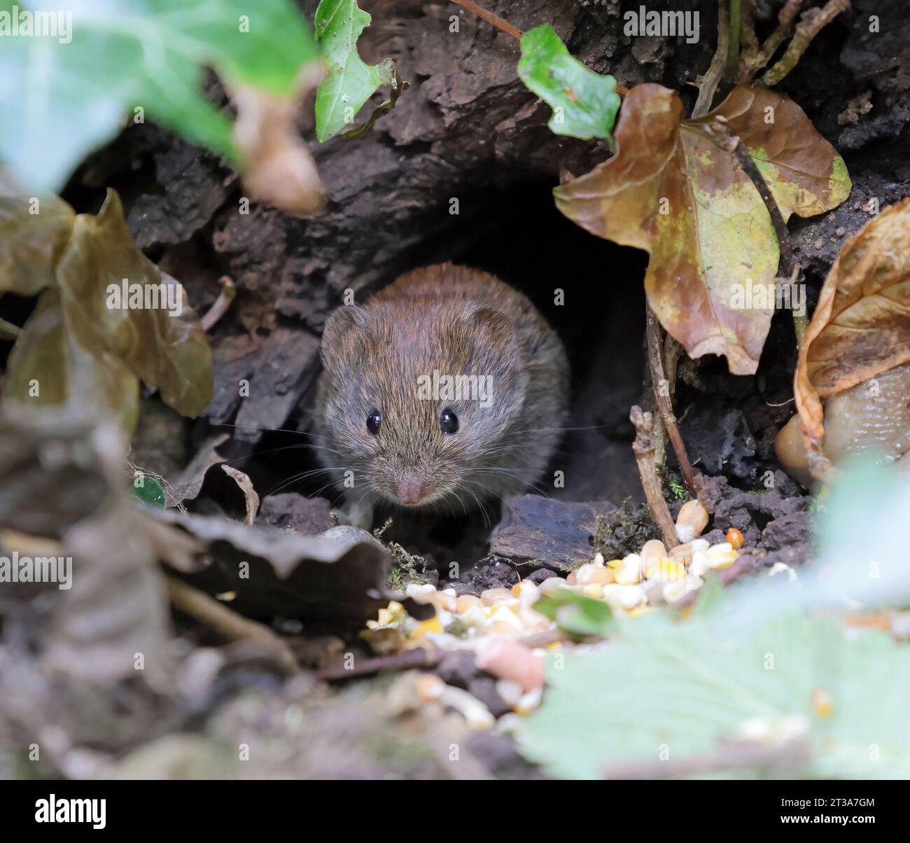 Bank Vole (Myodes Glareolus Stock Photo - Alamy