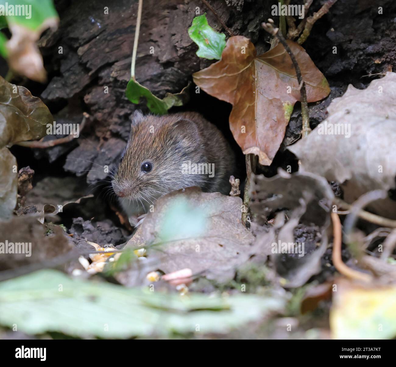 Bank Vole (Myodes Glareolus Stock Photo - Alamy
