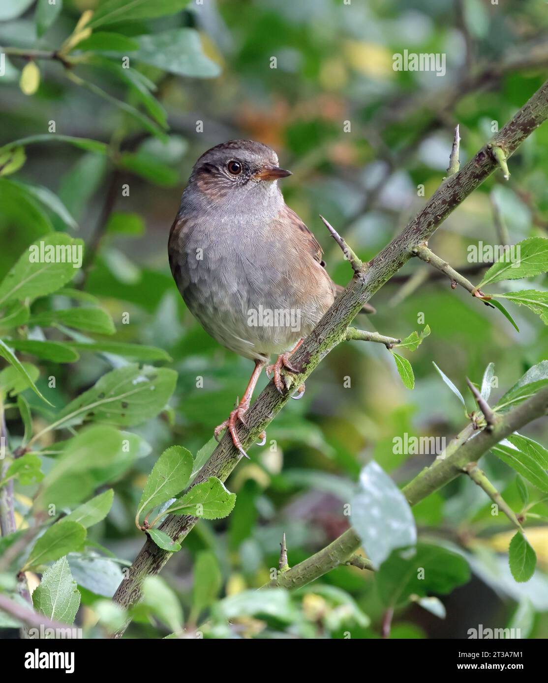 Dunnock, also known as the Hedge Sparrow (Prunella Modularis Stock Photo - Alamy