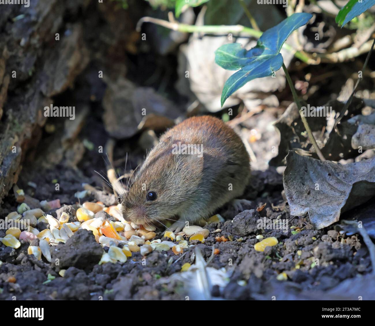 Bank Vole (Myodes Glareolus Stock Photo - Alamy