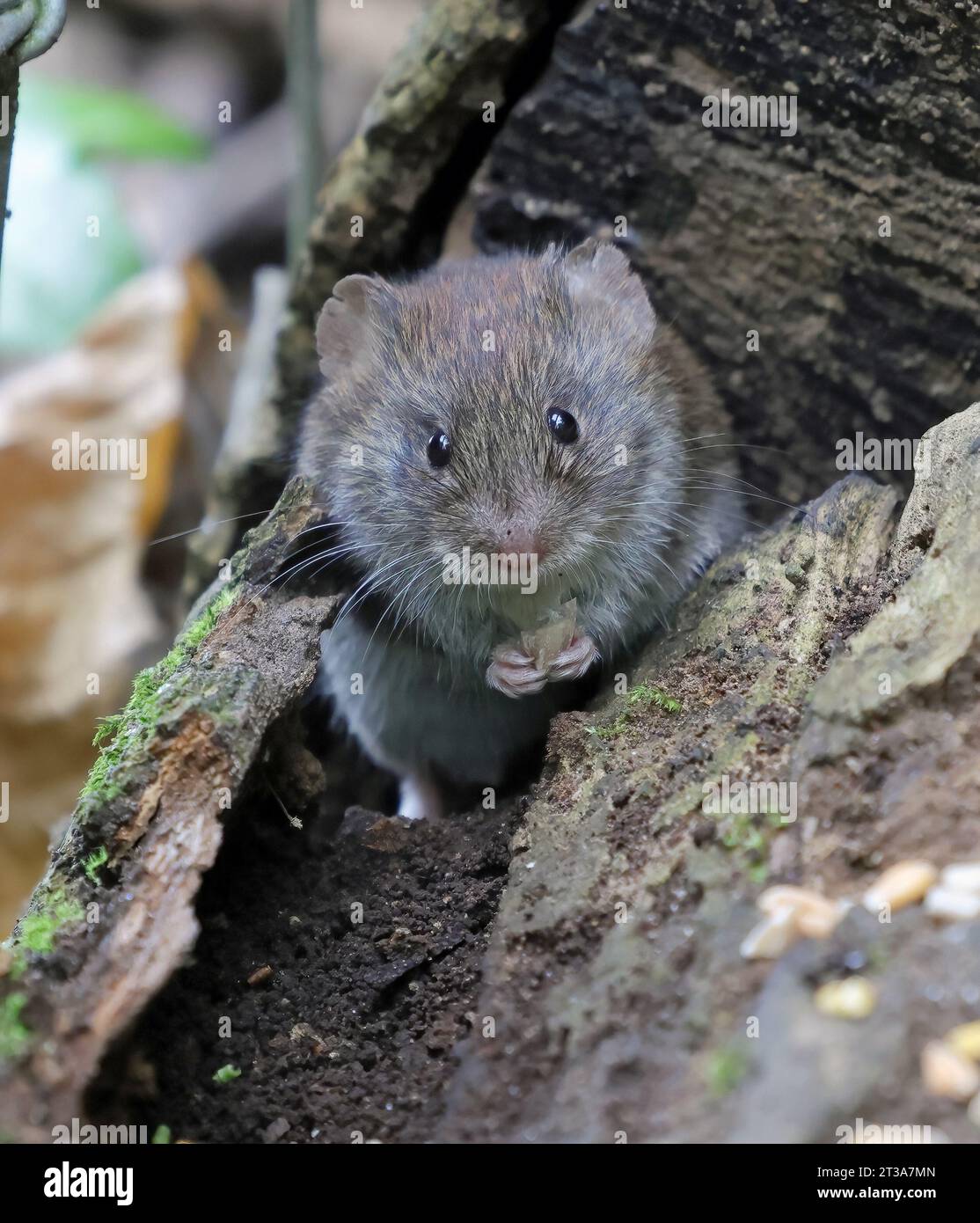 Bank Vole (Myodes Glareolus Stock Photo - Alamy