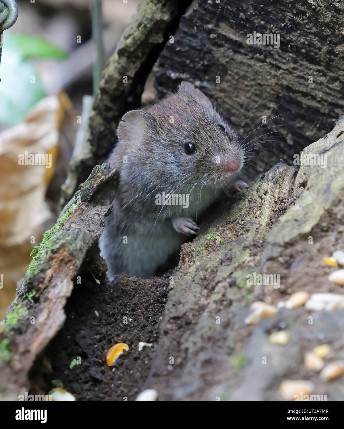 Bank Vole (Myodes Glareolus Stock Photo - Alamy