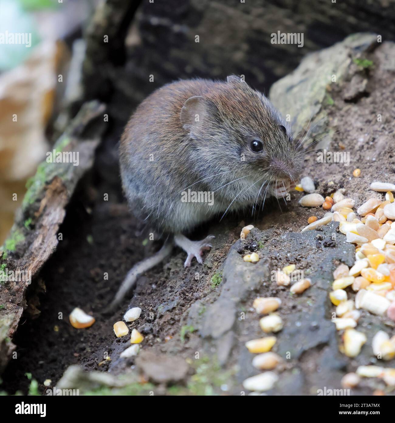 Bank Vole (Myodes Glareolus Stock Photo - Alamy