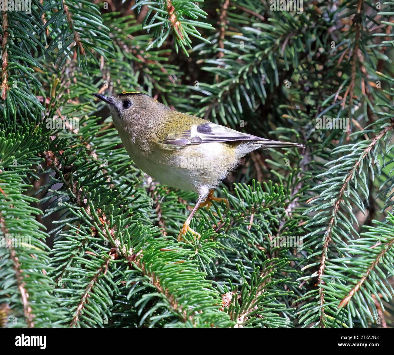 Goldcrest (Regulus Regulus Stock Photo - Alamy