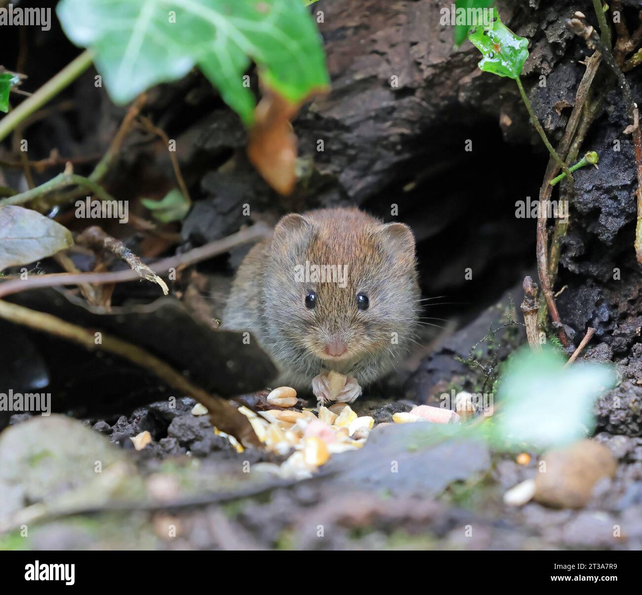 Bank Vole (Myodes Glareolus Stock Photo - Alamy