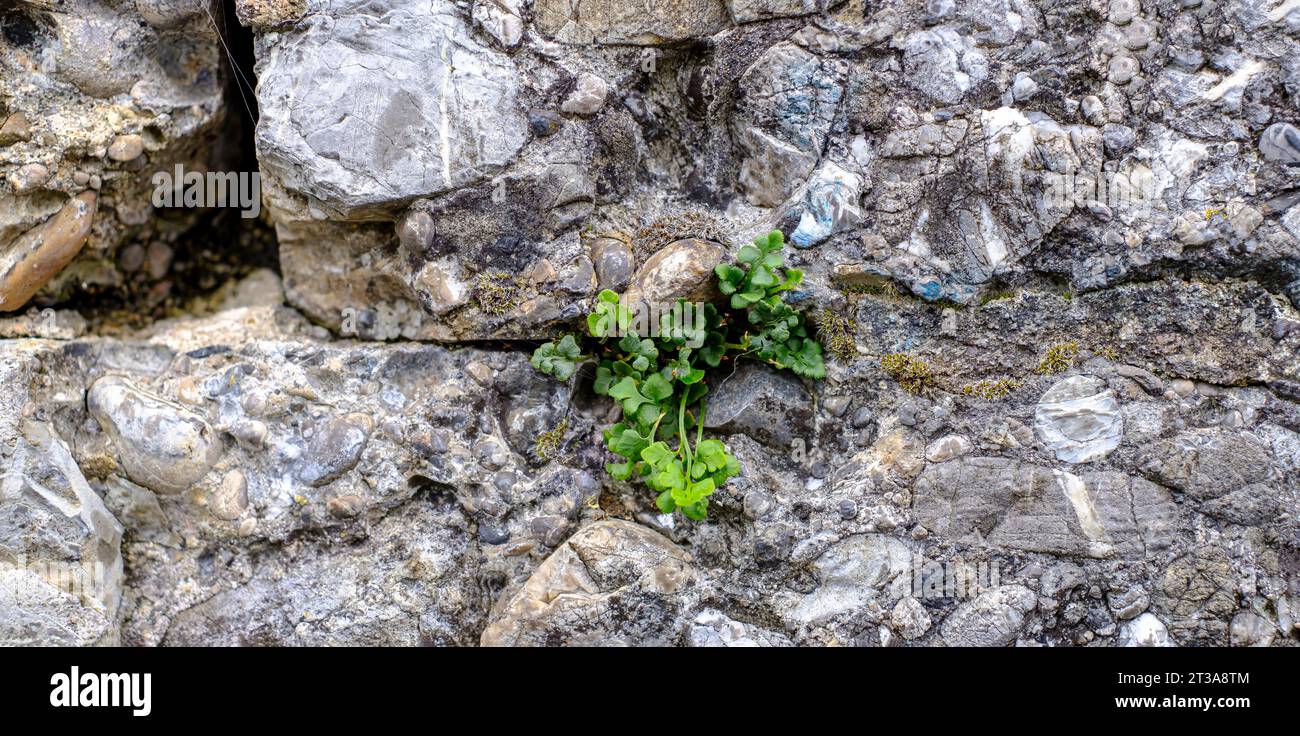 Joint plant hi-res stock photography and images - Alamy