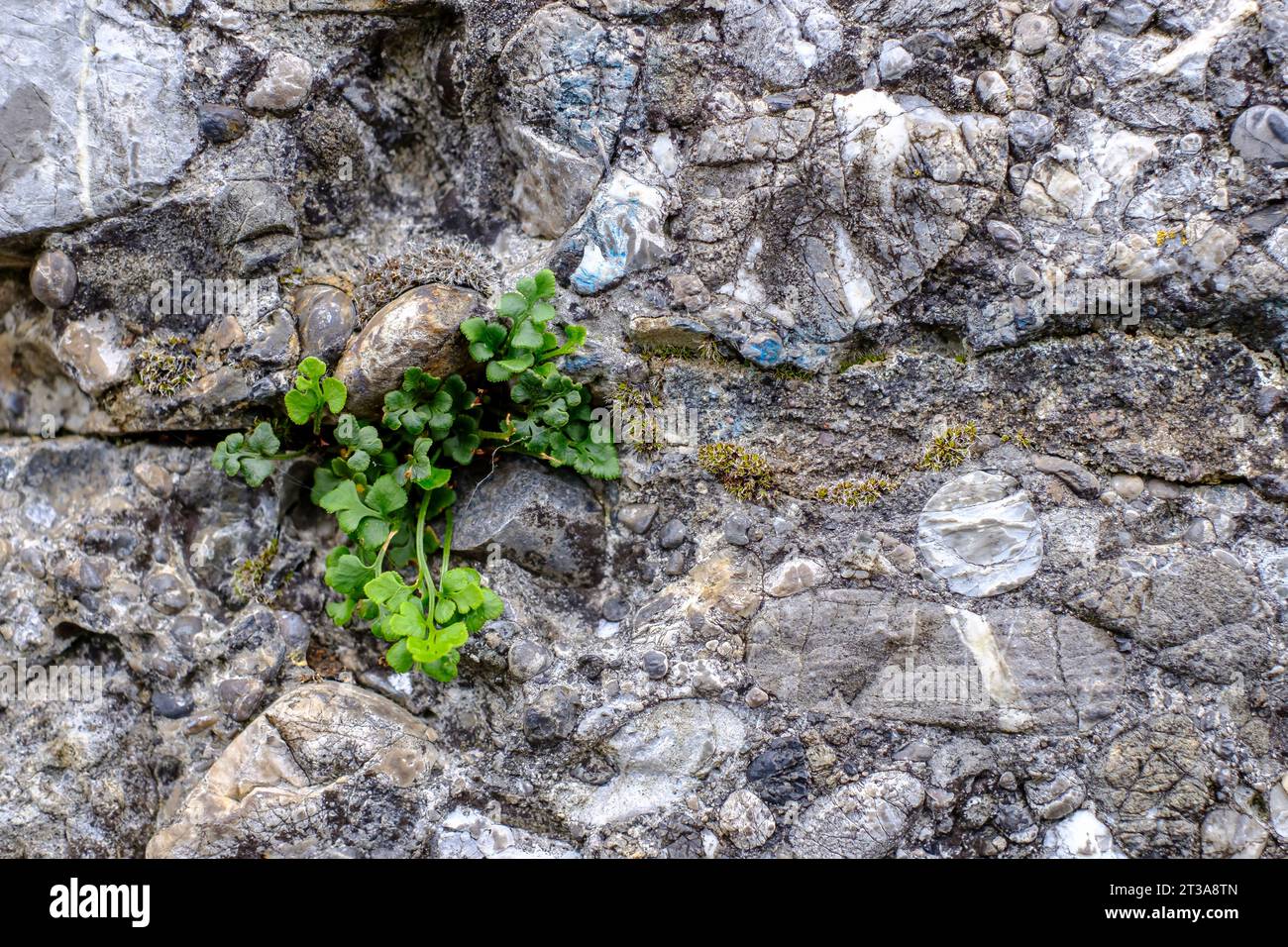 Joint plant hi-res stock photography and images - Alamy