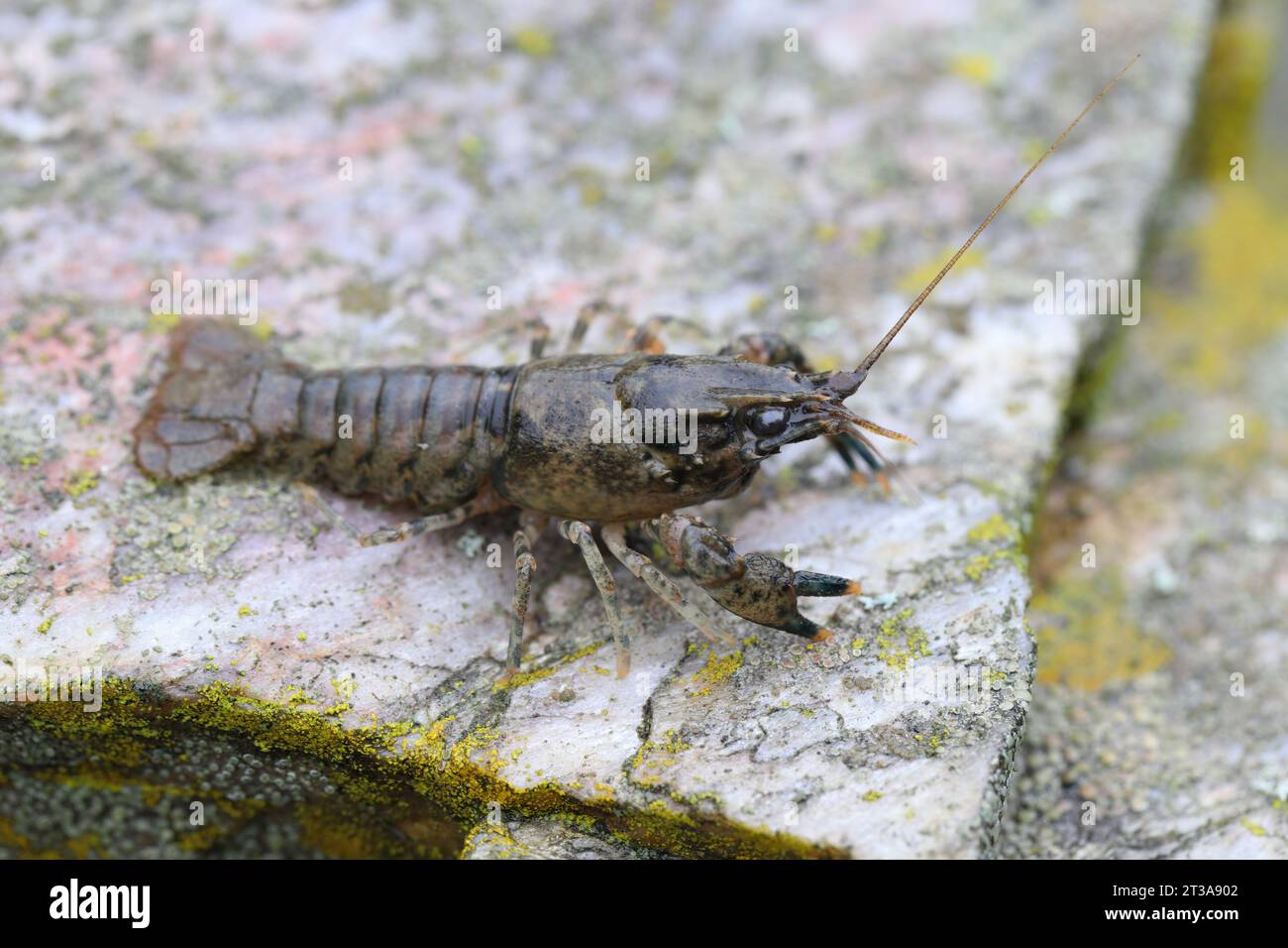 Crayfish (latin name is Faxonius limosus), native to America, invasive ...