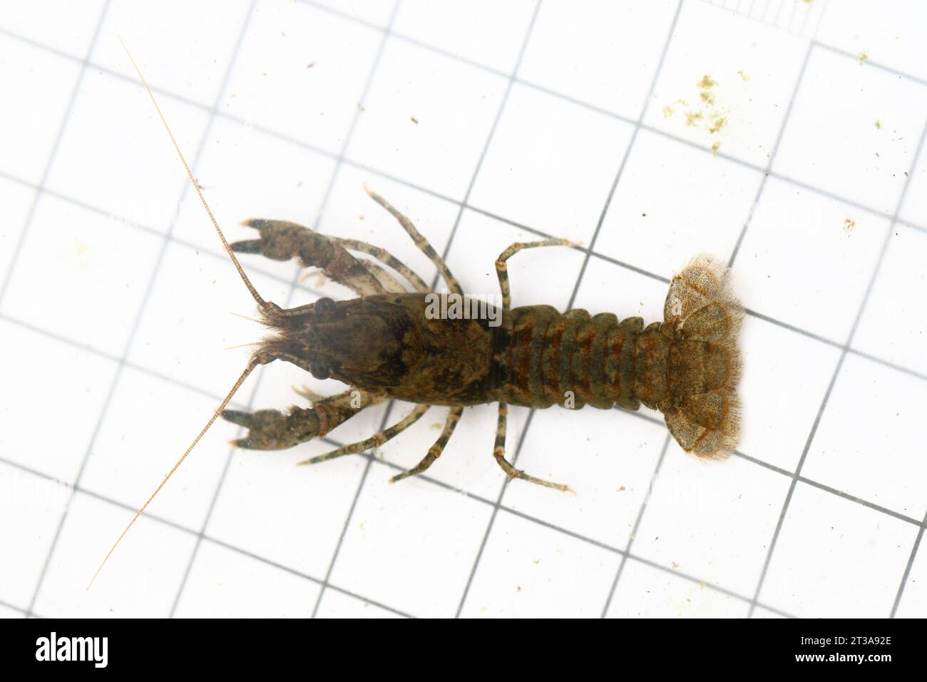 Crayfish (latin name is Faxonius limosus), native to America, invasive ...