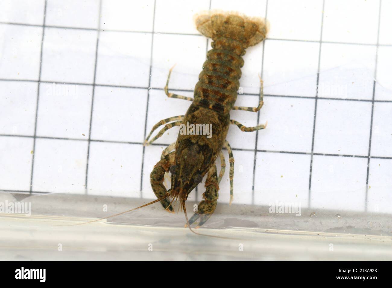 Crayfish (latin name is Faxonius limosus), native to America, invasive ...