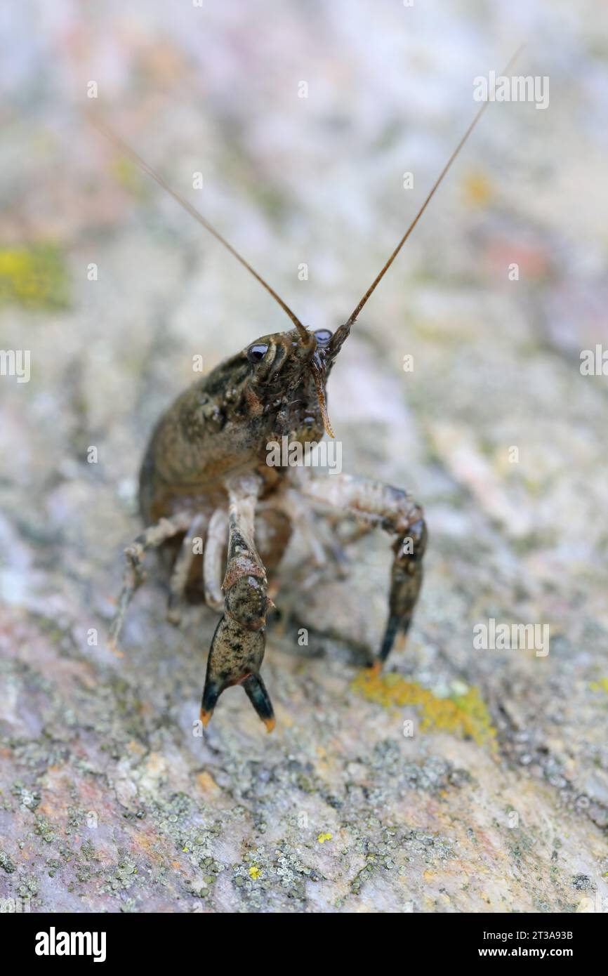 Crayfish (latin name is Faxonius limosus), native to America, invasive ...