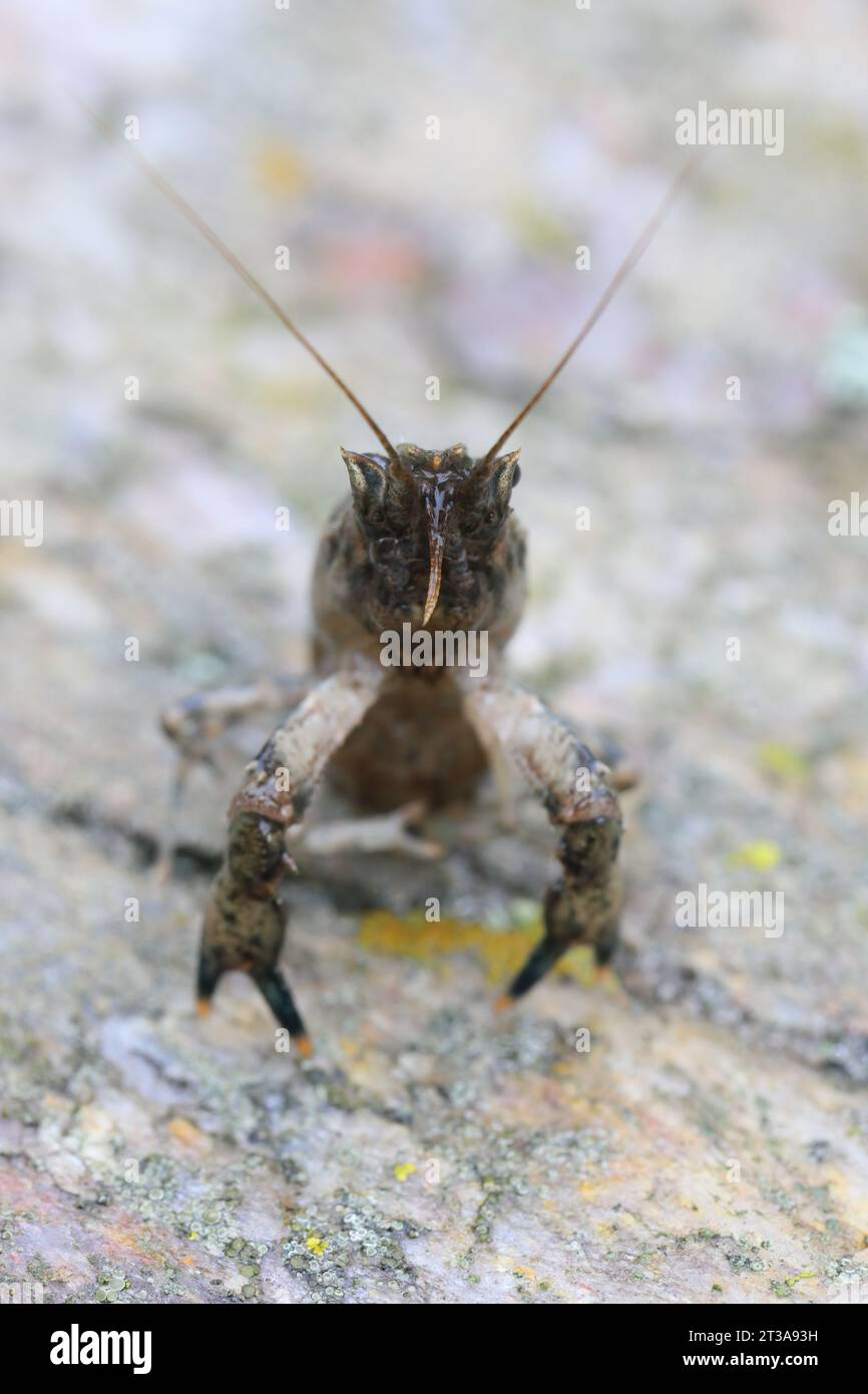 Crayfish (latin name is Faxonius limosus), native to America, invasive ...