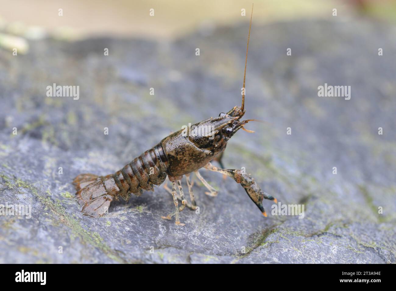 Crayfish (latin name is Faxonius limosus), native to America, invasive ...
