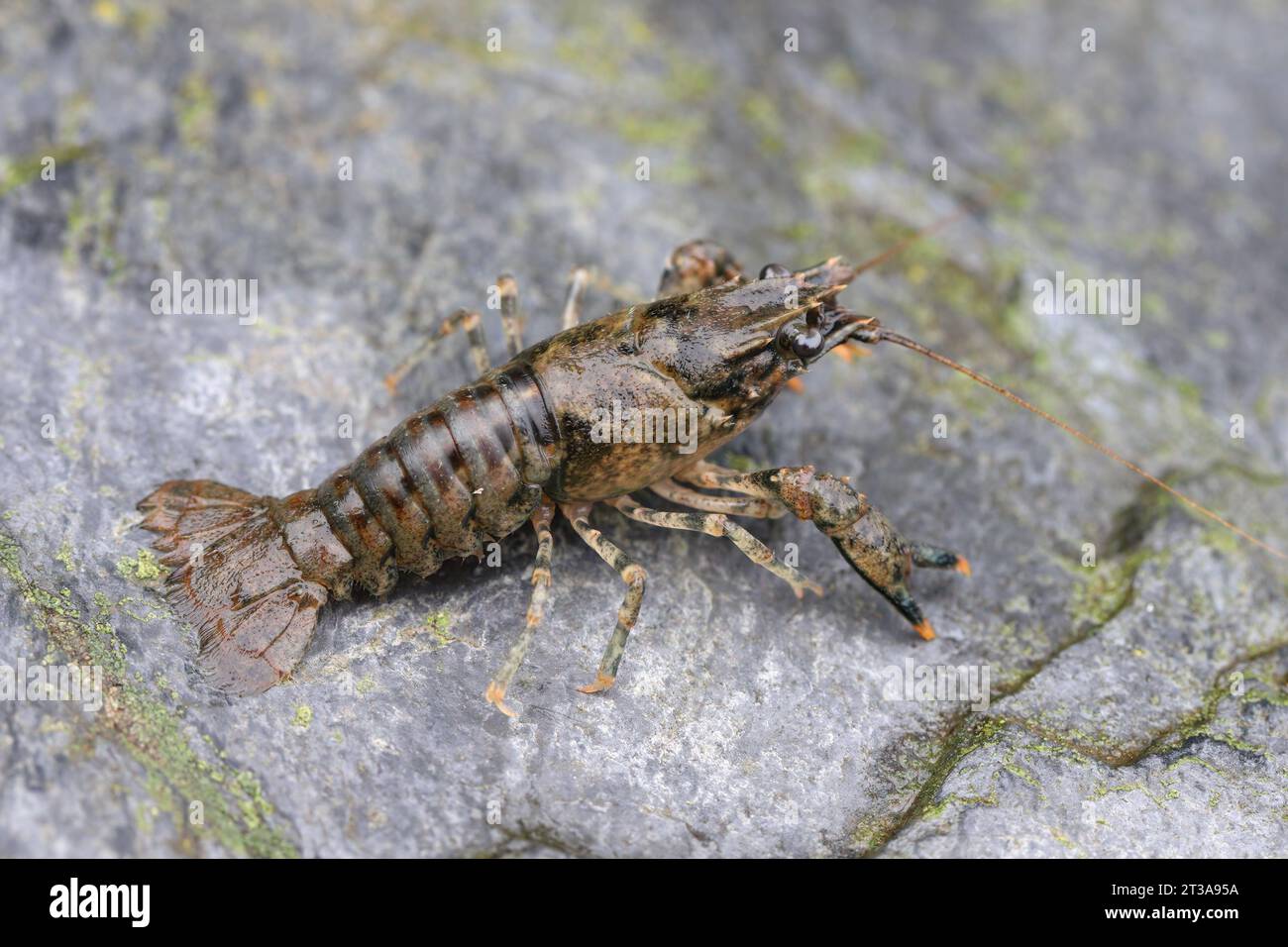 Crayfish (latin name is Faxonius limosus), native to America, invasive ...
