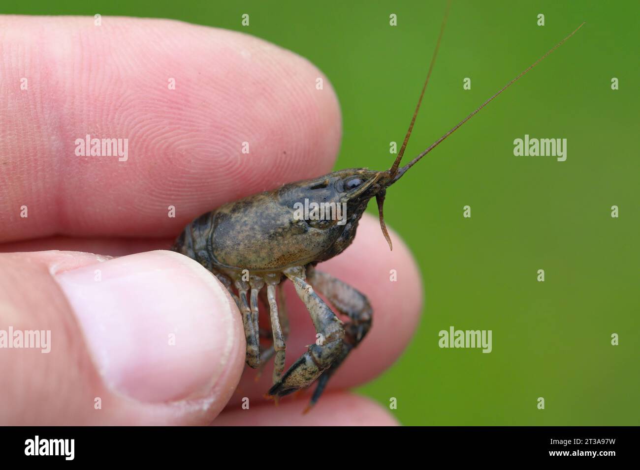 Crayfish (latin name is Faxonius limosus), native to America, invasive ...