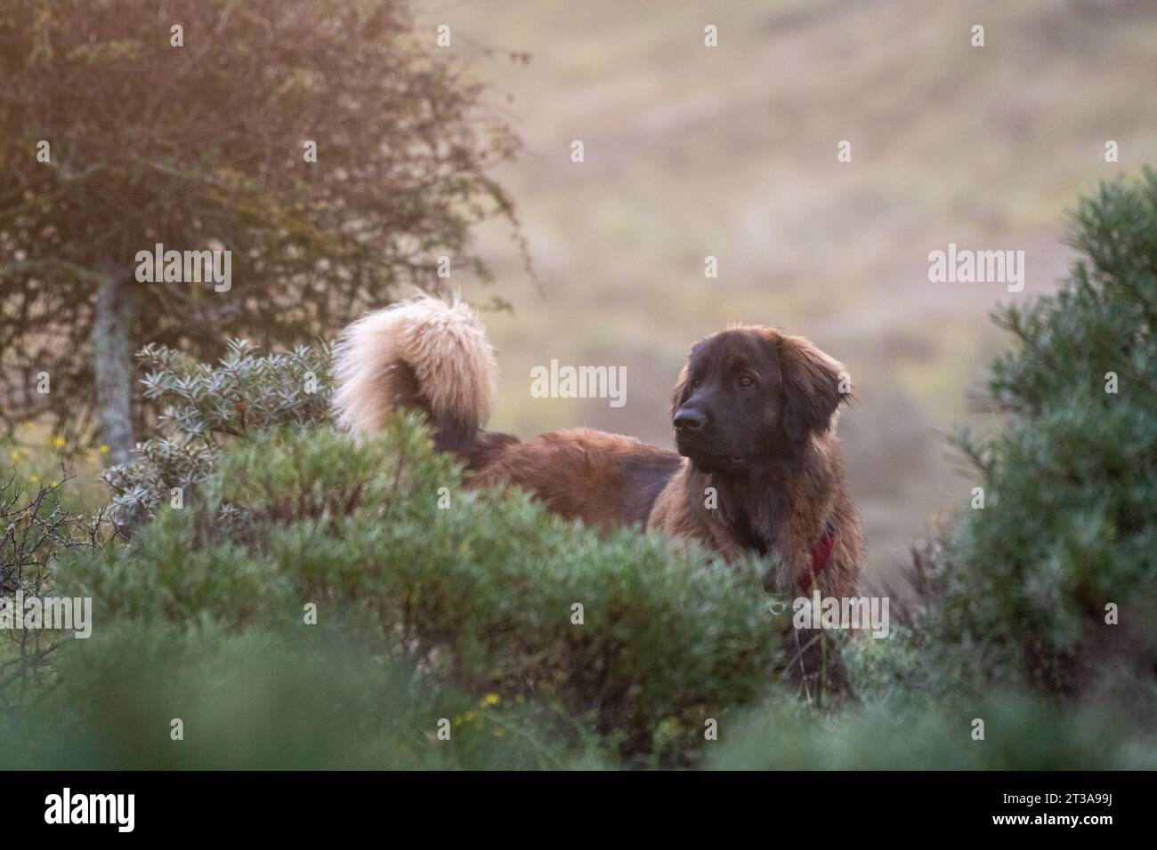Phoebe in summer hi-res stock photography and images - Alamy